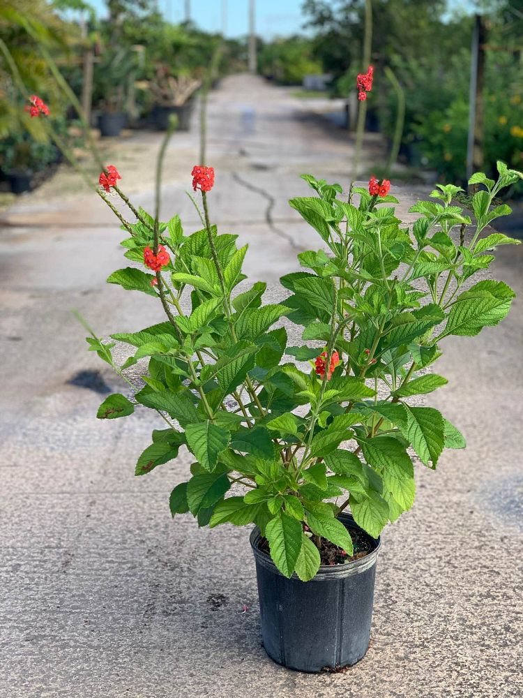 Pink Snakeweed, Coral Porterweed | Inch by Yard